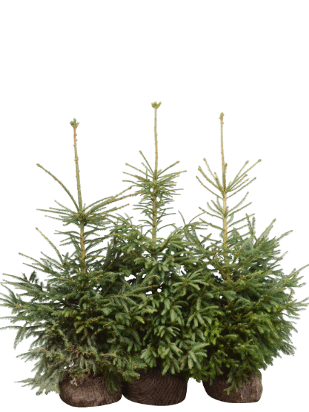 Rødgran - Køb fuldvoksne hækplanter online