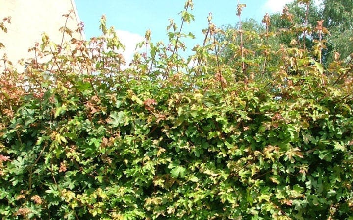 Naur - Køb fuldvoksne hækplanter online