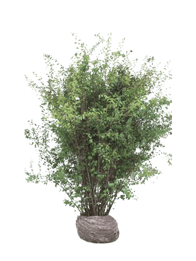 FYLDIGE BUSKE - Køb fuldvoksne hækplanter online