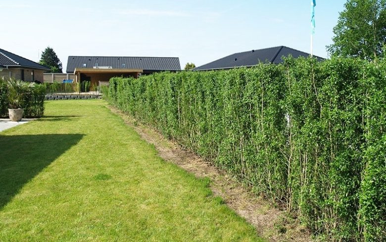 Liguster ‘Liga’ - Køb fuldvoksne hækplanter online