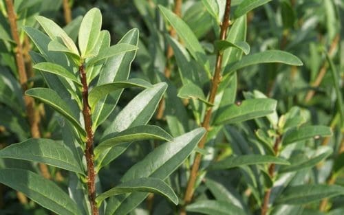 Liguster ‘Liga’ - Køb fuldvoksne hækplanter online