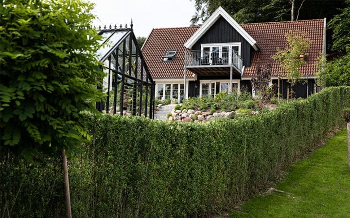 Liguster ‘Liga’ - Køb fuldvoksne hækplanter online