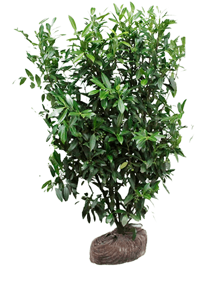 FYLDIGE BUSKE - Køb fuldvoksne hækplanter online