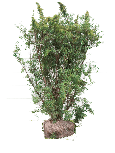 FYLDIGE BUSKE - Køb fuldvoksne hækplanter online